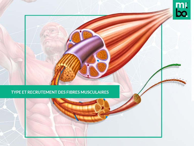 Type De Fibres Musculaires Mibo